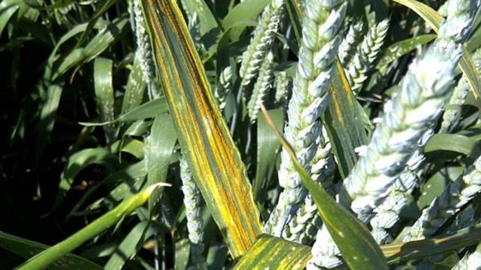 Yellow rust - Agricultural Solutions