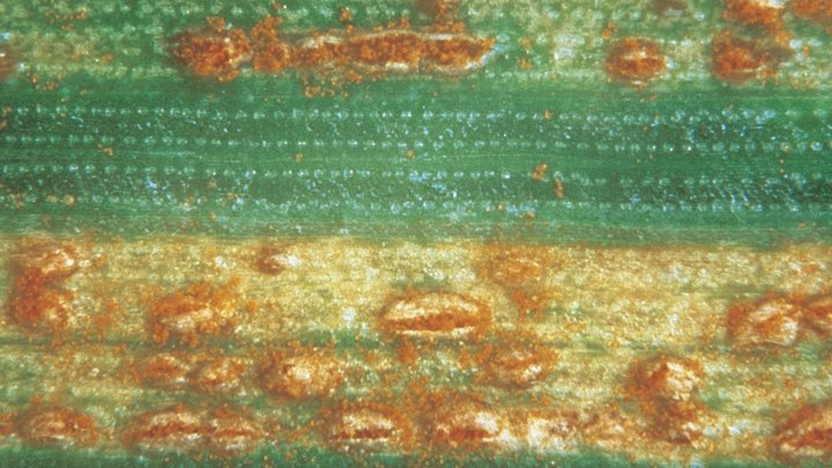 Yellow rust - Agricultural Solutions