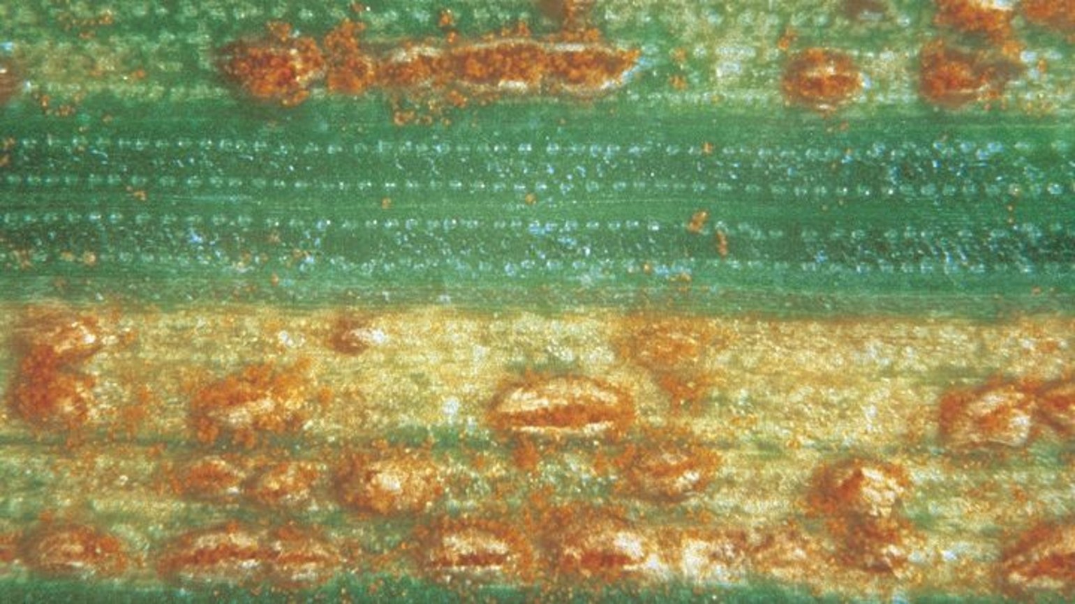 Yellow rust - Agricultural Solutions