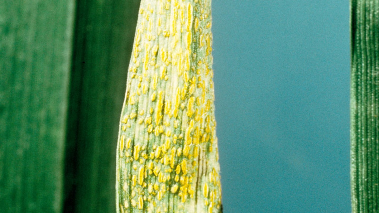 Yellow rust - Agricultural Solutions