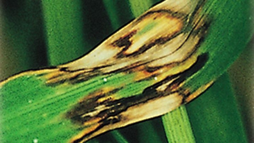 Leaf scald of cereals - Agricultural Solutions