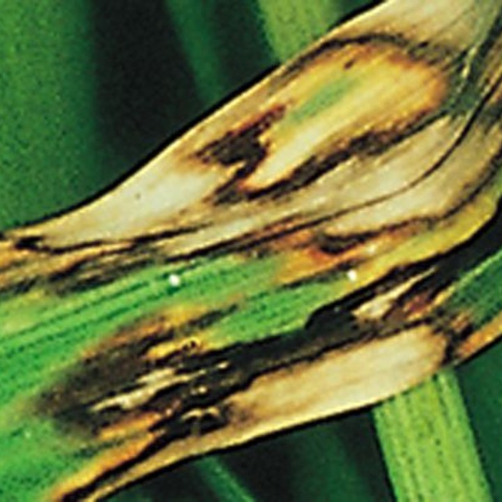 Cereals - Agricultural Solutions