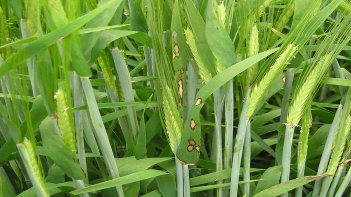 Leaf scald of cereals - Agricultural Solutions