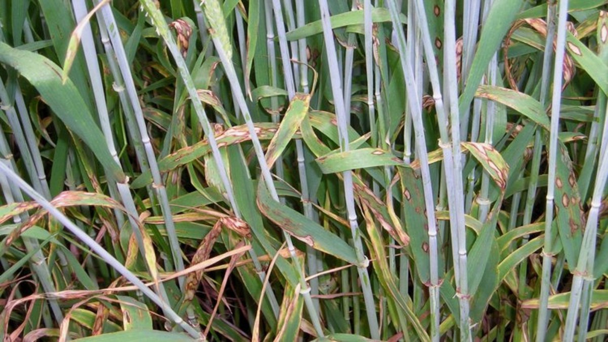 Leaf scald of cereals - Agricultural Solutions