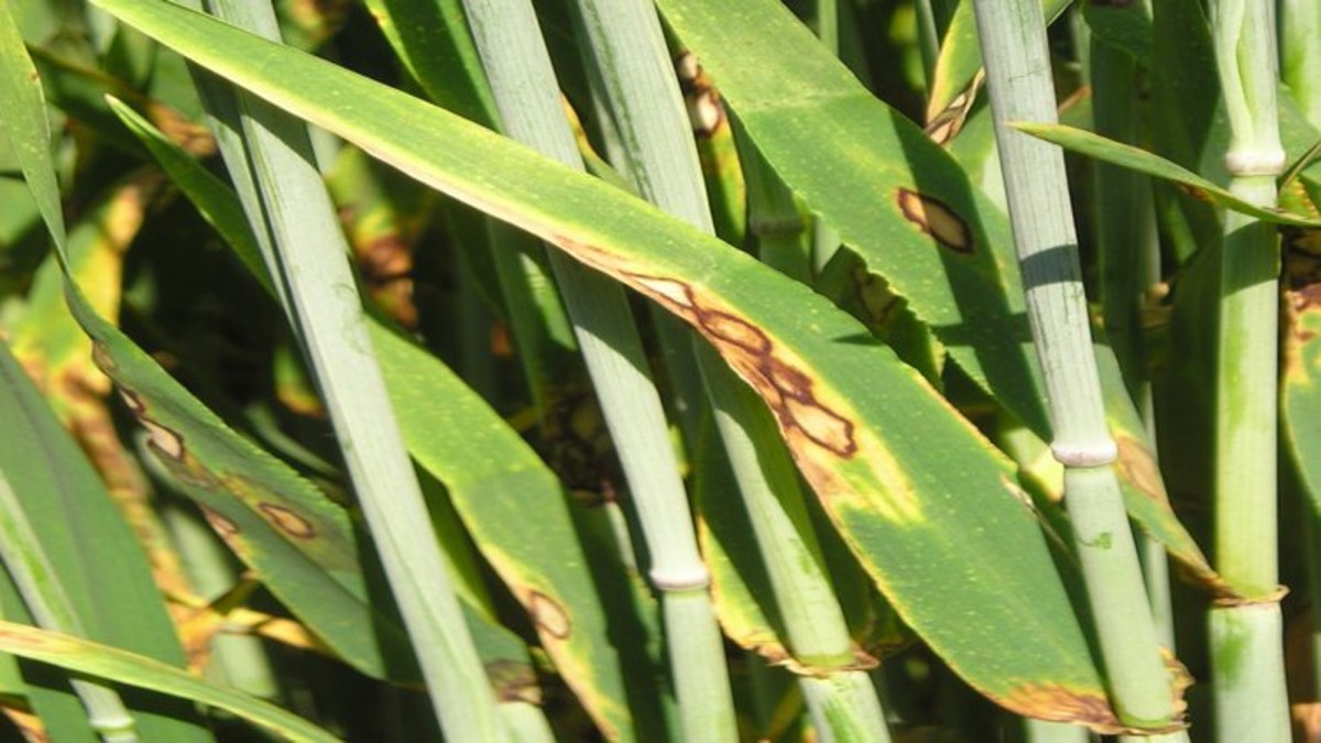 Leaf scald of cereals - Agricultural Solutions