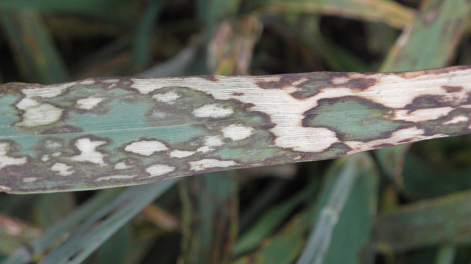 Leaf scald of cereals - Agricultural Solutions