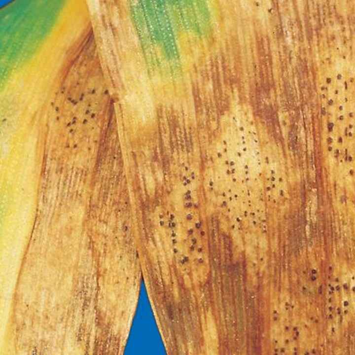 Cereals - Agricultural Solutions