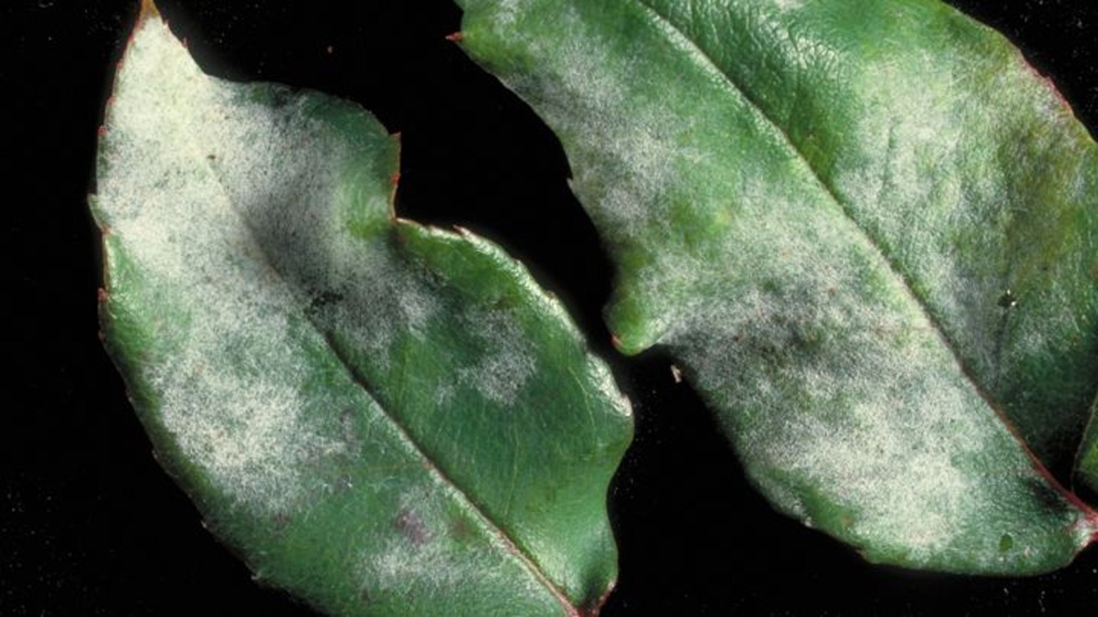 Powdery mildew (Peaches) - Agricultural Solutions