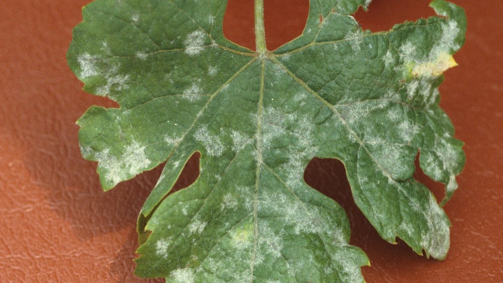 Powdery mildew (Uncinula necator) - Agricultural Solutions