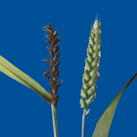 Cereals - Agricultural Solutions