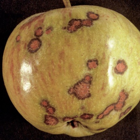 Pome-Fruit - Agricultural Solutions