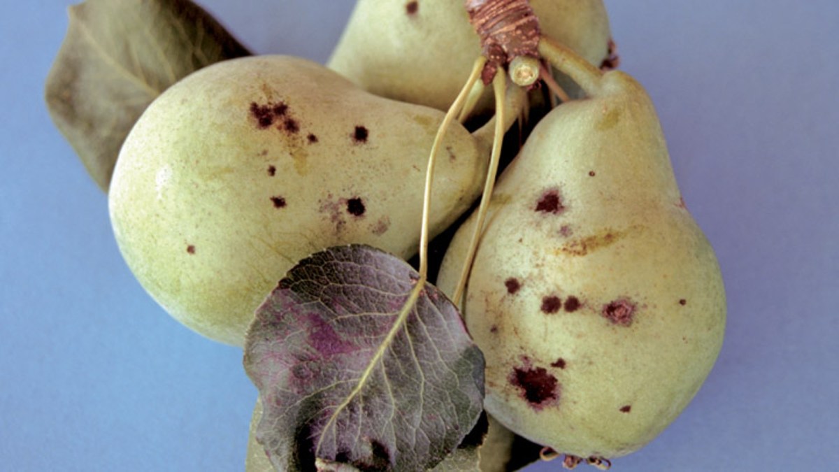 Scab (Pear) - Agricultural Solutions